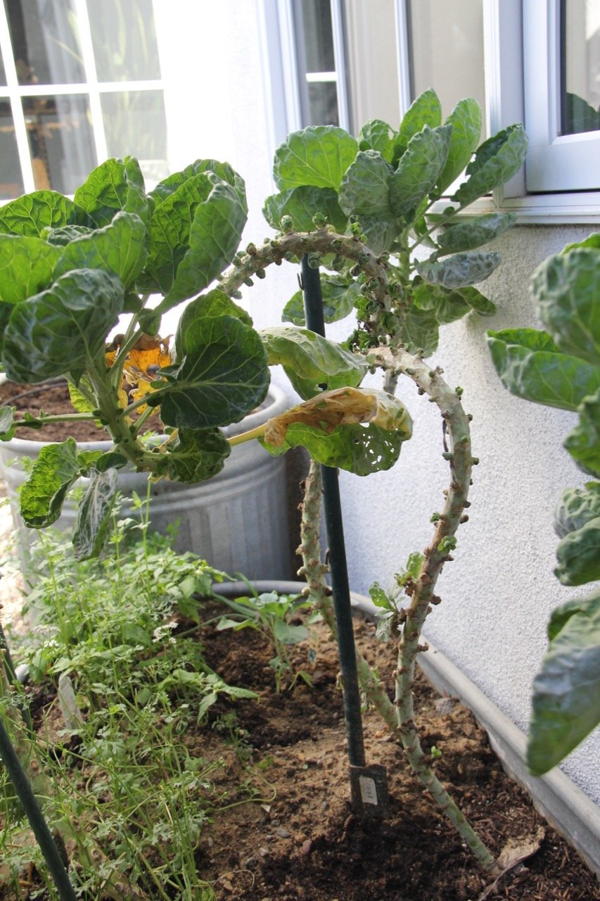 How to root and regrow Brussels sprouts — imeeshu.com