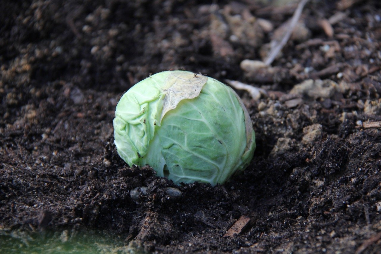 How to root and regrow Brussels sprouts — imeeshu.com