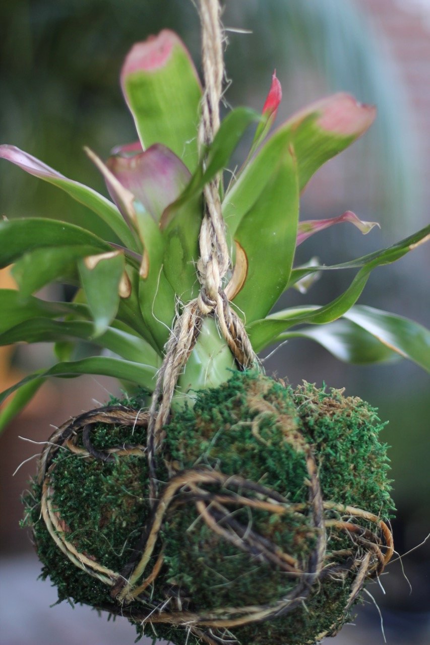How to make a hanging bromeliad — imeeshu.com