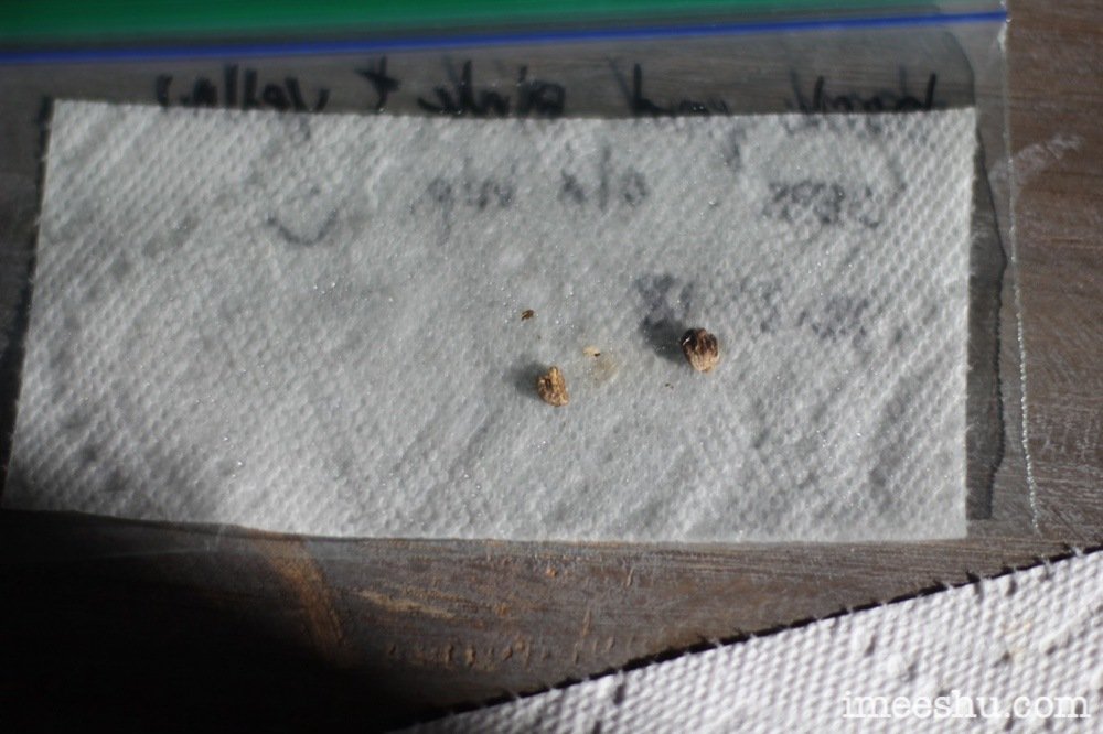 How to germinate rose seeds harvested from rose hips — imeeshu.com