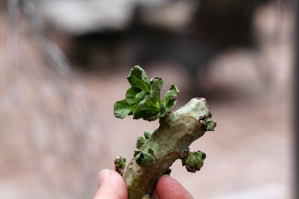 How to root and regrow Brussels sprouts — imeeshu.com